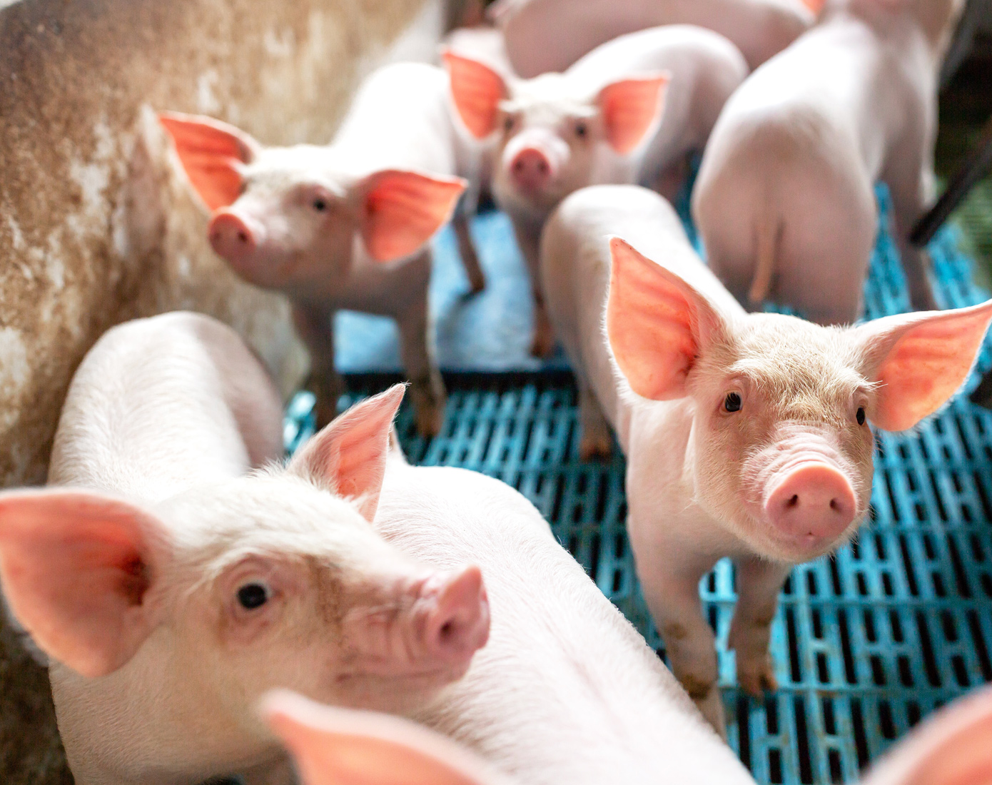 European collaboration - EU PiG - BetaTechnology : BetaTechnology